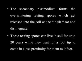 Clubroot of cabbage | PPTX