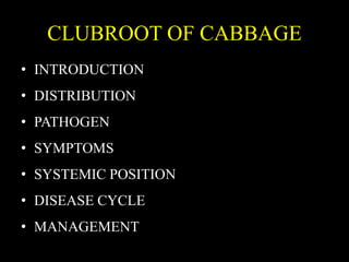 Clubroot of cabbage | PPTX