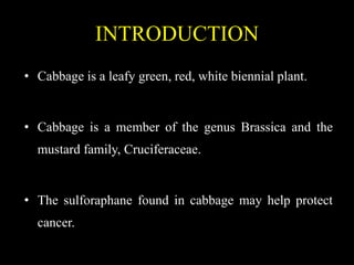Clubroot of cabbage | PPTX