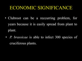 Clubroot of cabbage | PPTX
