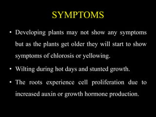 Clubroot of cabbage | PPTX