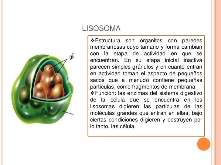 Célula.
