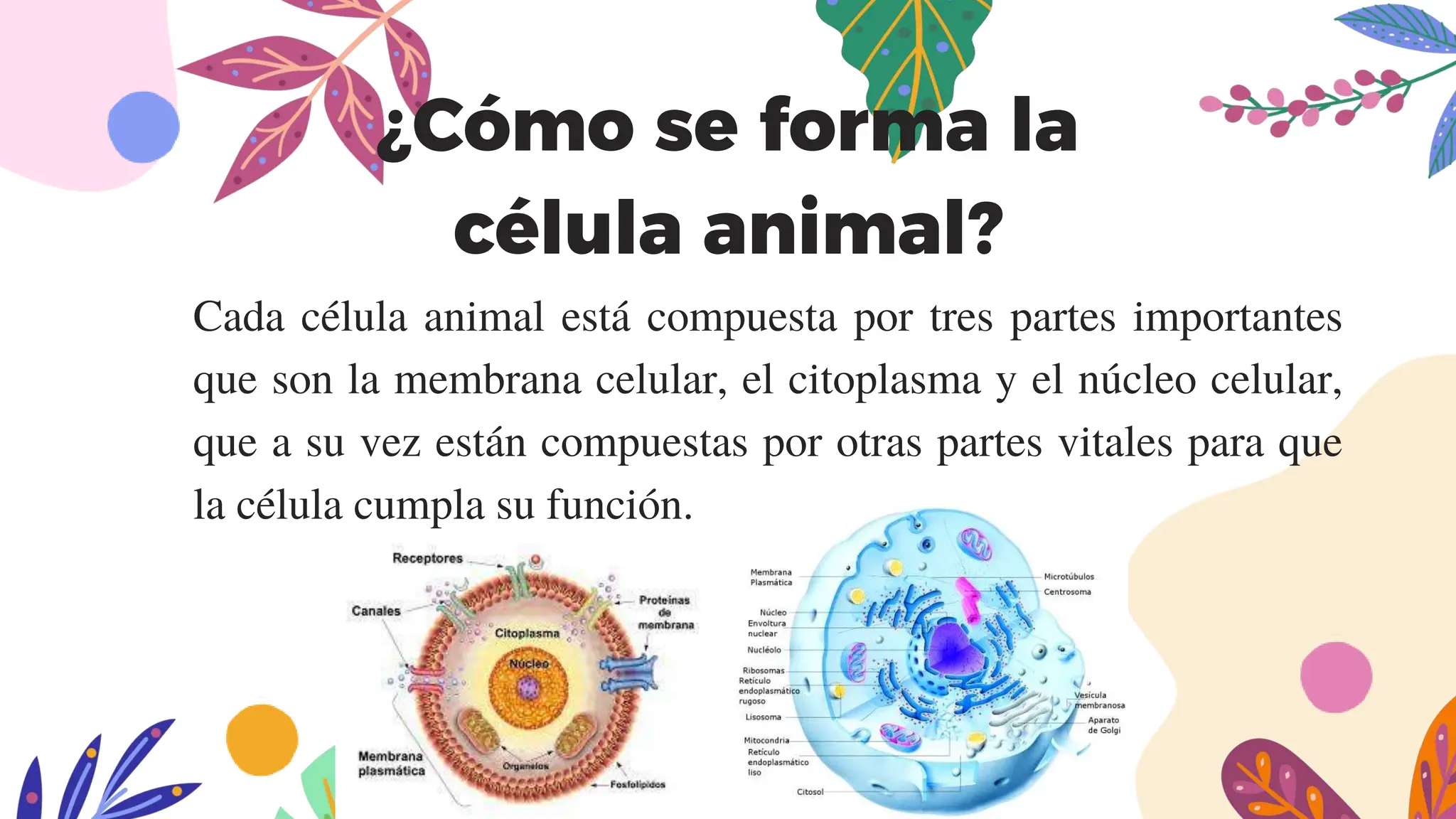 La Celula animal, sus tipos y sus partes | PPTX