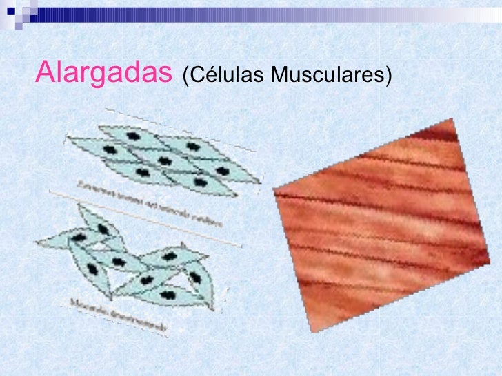 CéLula Elvia Chana Modif