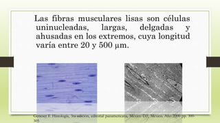 Célula muscular lisa | PPTX