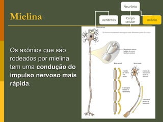 Célula nervosa neurônio | PPT