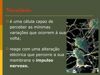 Célula nervosa neurônio | PPT