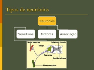 Célula nervosa neurônio | PPT