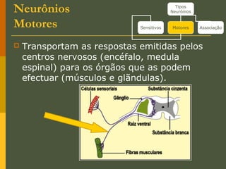Célula nervosa neurônio | PPT