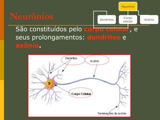 Célula nervosa neurônio | PPT