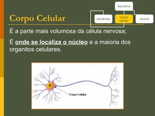 Célula nervosa neurônio | PPT