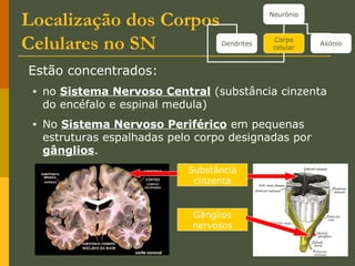 Célula nervosa neurônio | PPT