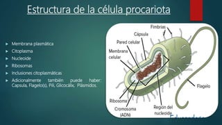 Célula procariota | PPTX