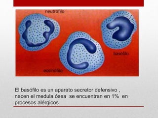 Células basófilos | PPTX