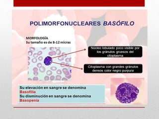 Células basófilos | PPTX
