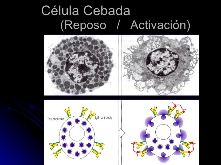CéLulas Cebadas, Basofilos Y EosinóFilos