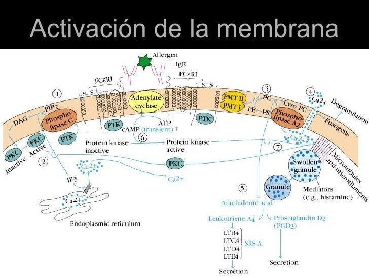 CéLulas Cebadas, Basofilos Y EosinóFilos