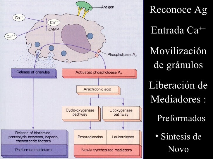 CéLulas Cebadas, Basofilos Y EosinóFilos
