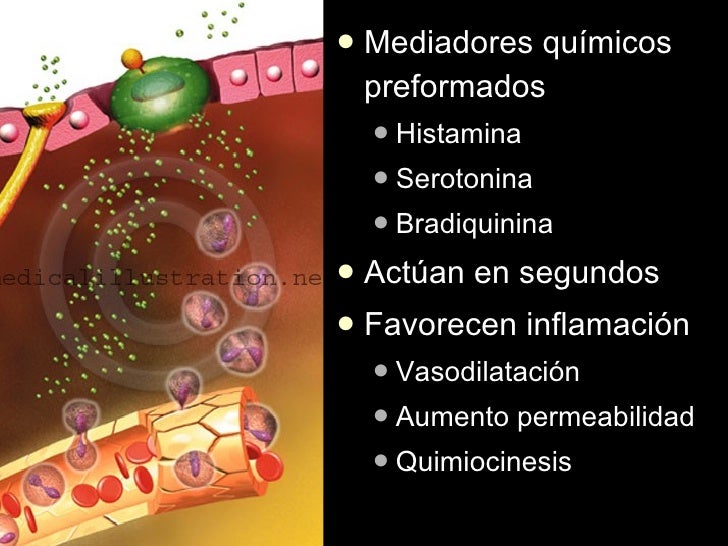 CéLulas Cebadas, Basofilos Y EosinóFilos