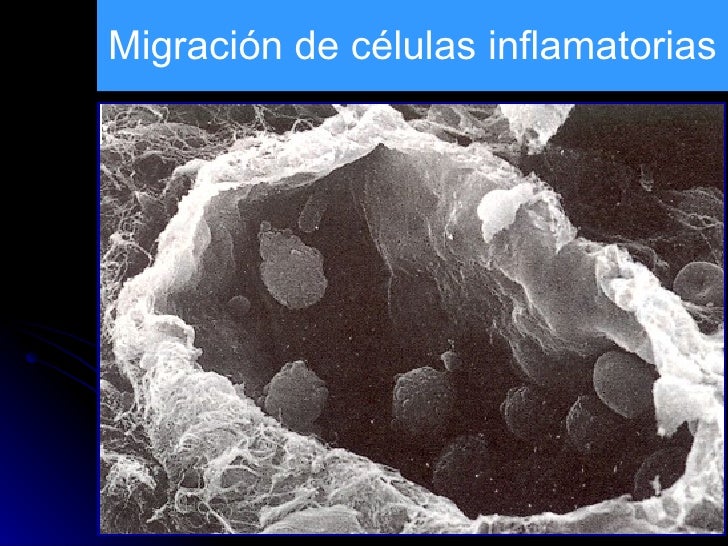 CéLulas Cebadas, Basofilos Y EosinóFilos