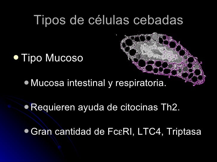 CéLulas Cebadas, Basofilos Y EosinóFilos