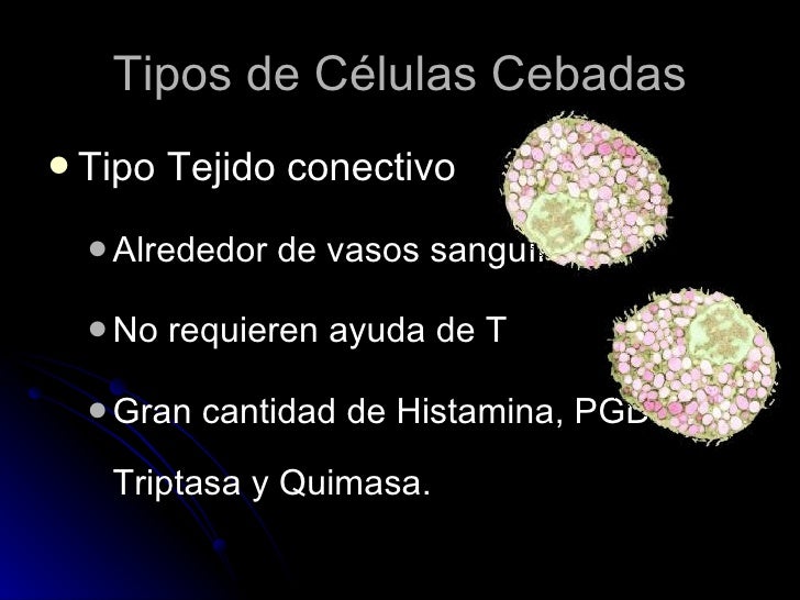 CéLulas Cebadas, Basofilos Y EosinóFilos