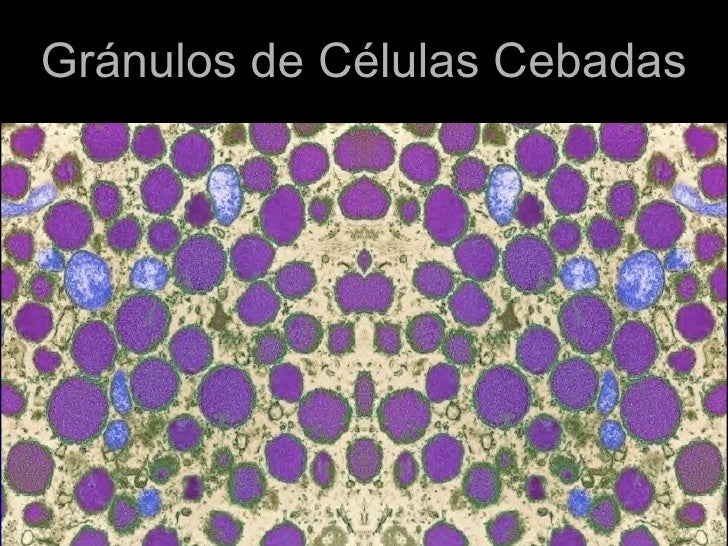 CéLulas Cebadas, Basofilos Y EosinóFilos