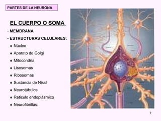 Células del sistema-nervioso y corteza | PPT