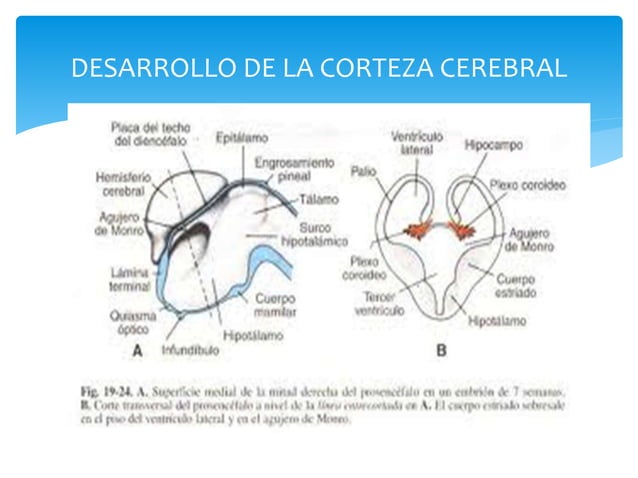Células de la cresta neural | PPTX