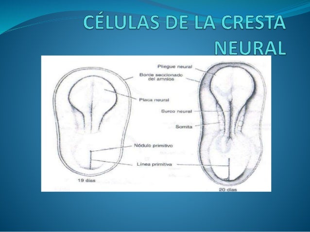 Células de la cresta neural
