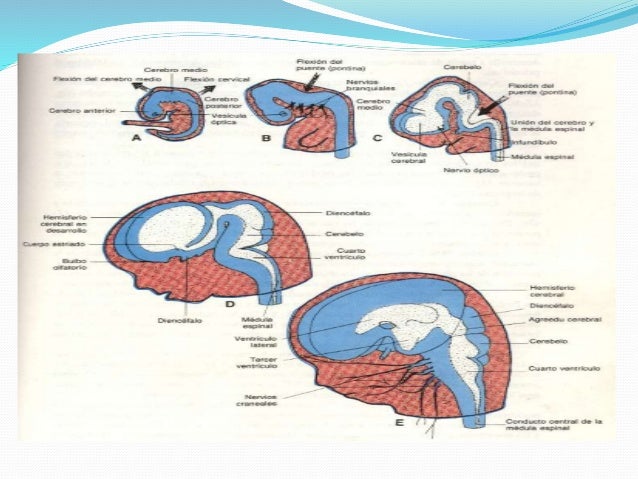 Células de la cresta neural