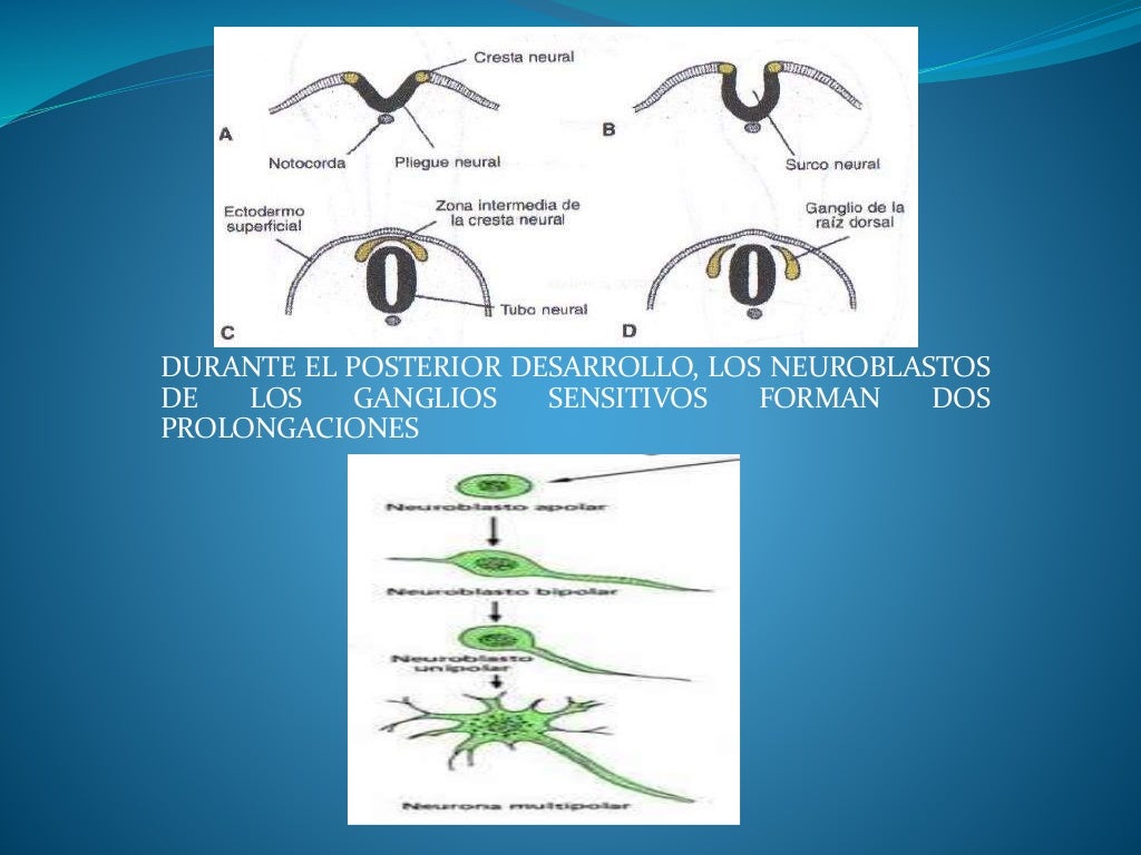 Células de la cresta neural