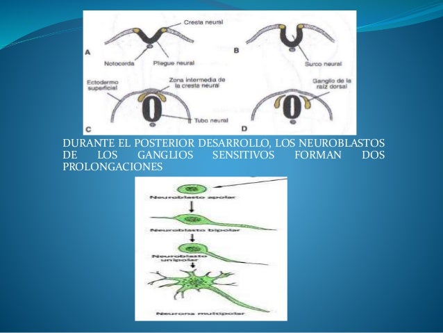 Células de la cresta neural