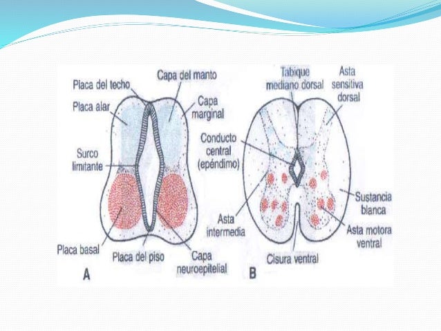 Células de la cresta neural