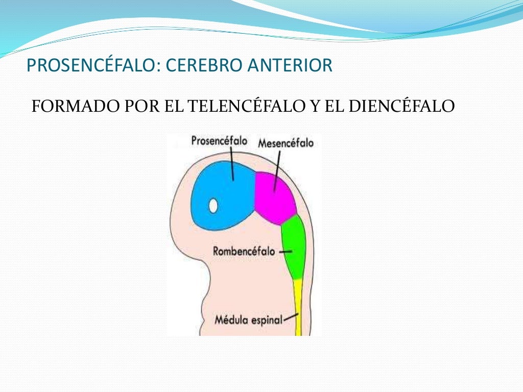 Células de la cresta neural