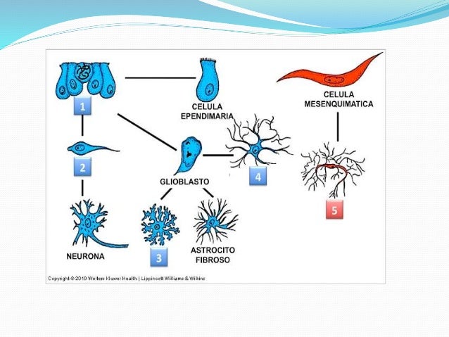 Células de la cresta neural