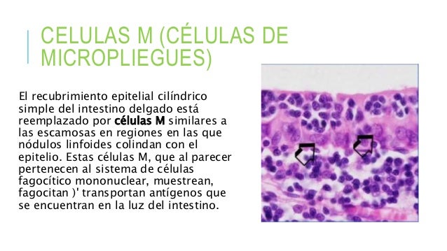 Células del intestino delgado