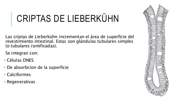 Células del intestino delgado