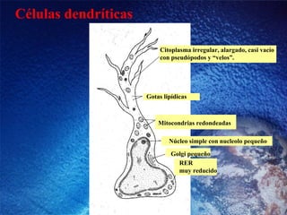 CéLulas Del Sistema InmunolóGico | PPT