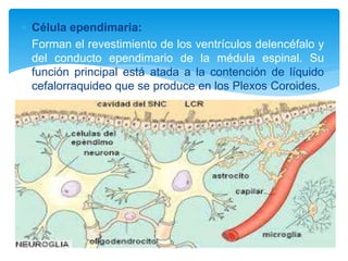 Celulas del sistema nervioso central y periferico | PPTX