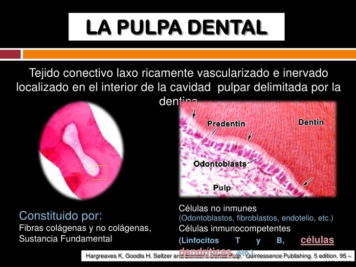 Células dendriticas en pulpa dental