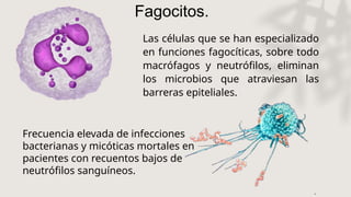 Células fagocíticas destruyen microorganismos.pptx