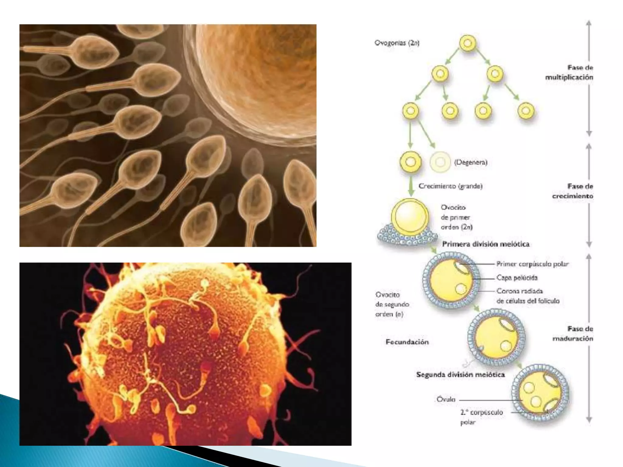 Células germinales, fecundación, embriogénesis, etapa fetal, histología ...
