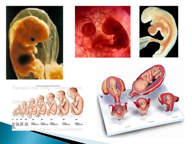 Células germinales, fecundación, embriogénesis, etapa fetal, histología ...