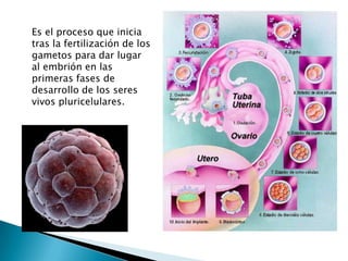 Células germinales, fecundación, embriogénesis, etapa fetal, histología ...