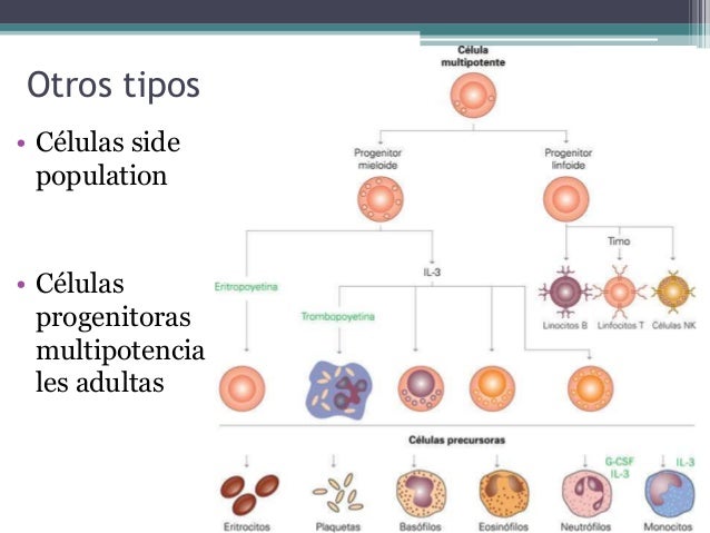 Seminario: Reprogramación de Células Madre