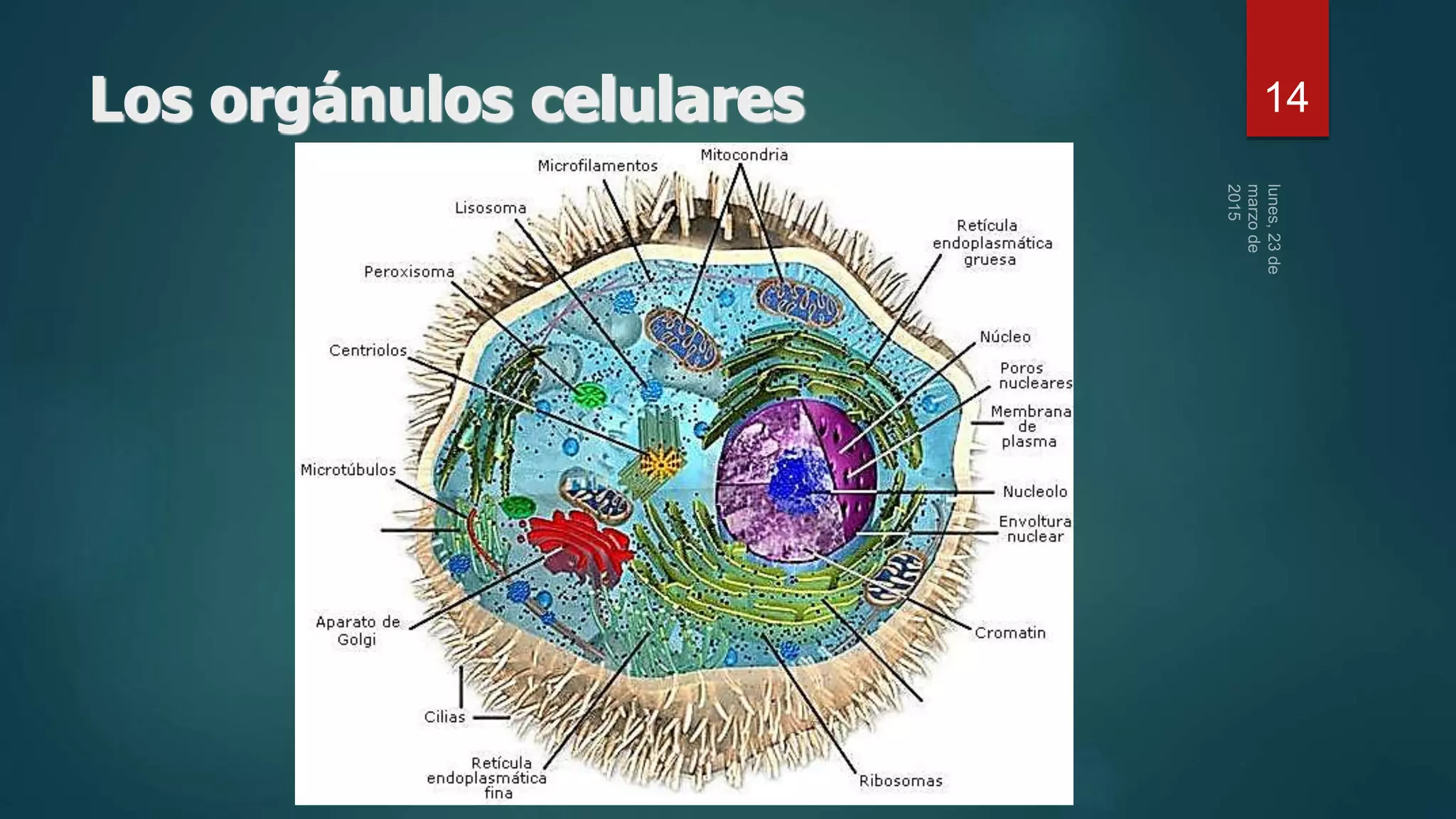 Célula: Teoría Celular, clasificación y organelos. | PPT