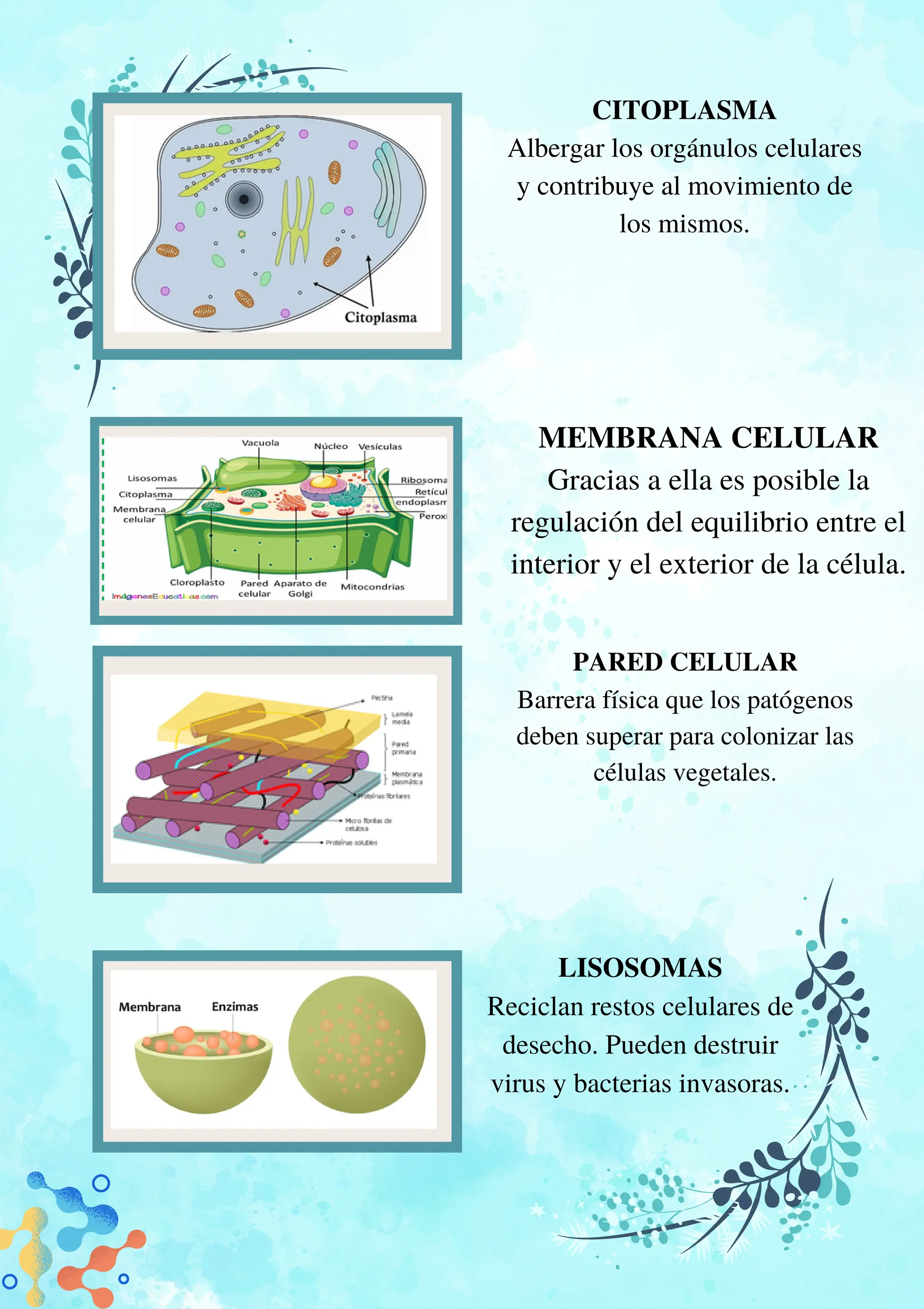 Organelos celulares de la Célula Vegetal.pdf