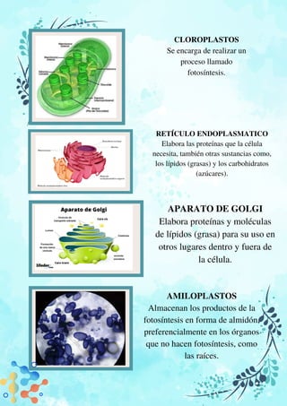 Organelos celulares de la Célula Vegetal.pdf