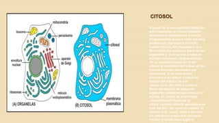 PARTES DE LA CÉLULA VEGETAL | PPT